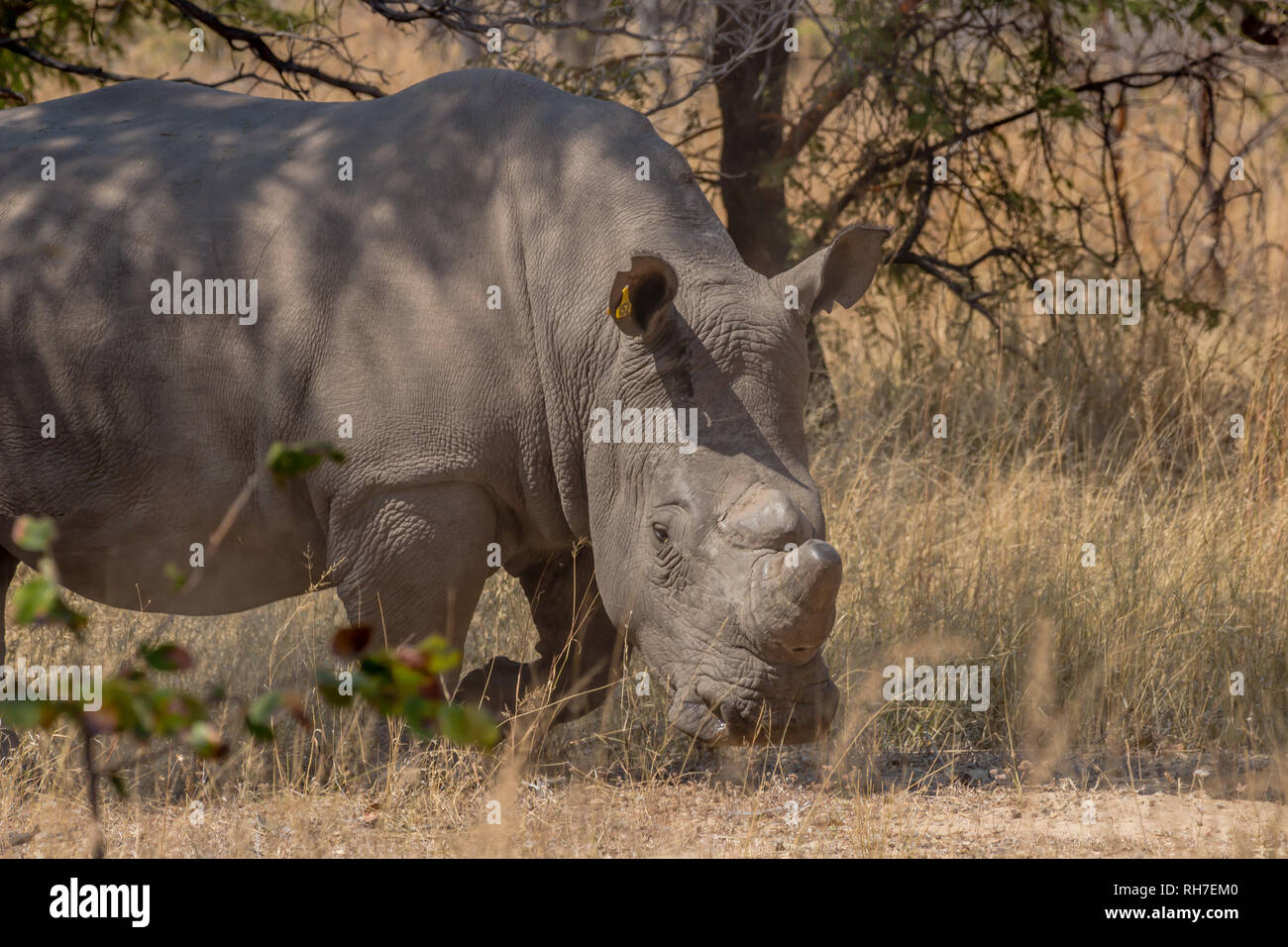 Matopos zimbabwe hi-res stock photography and images - Alamy