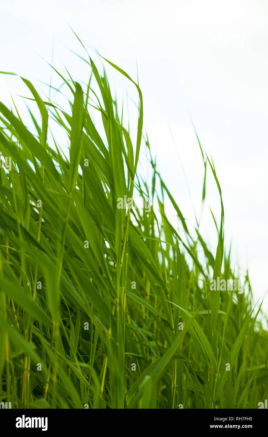 Grass blowing in the breeze Stock Photo - Alamy