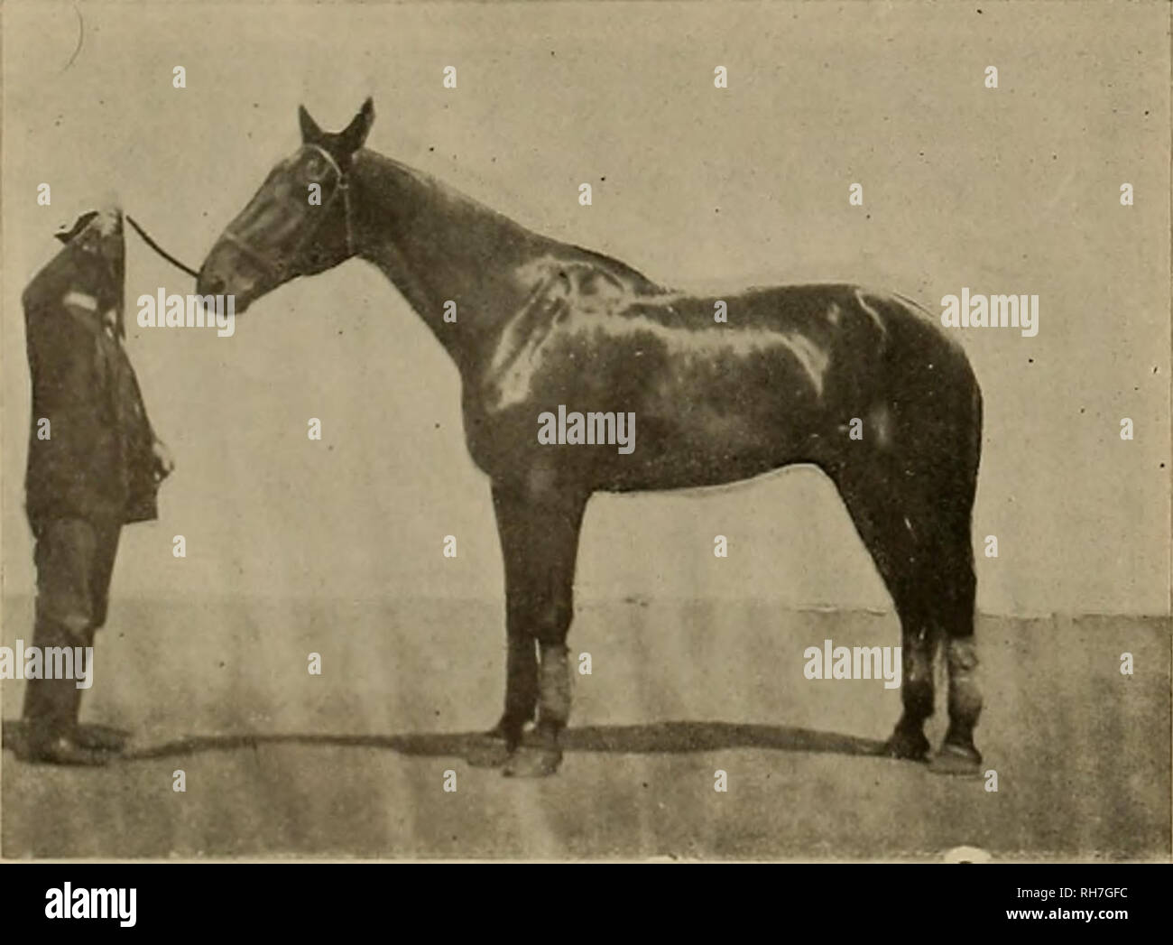 Starter judges hi-res stock photography and images - Alamy