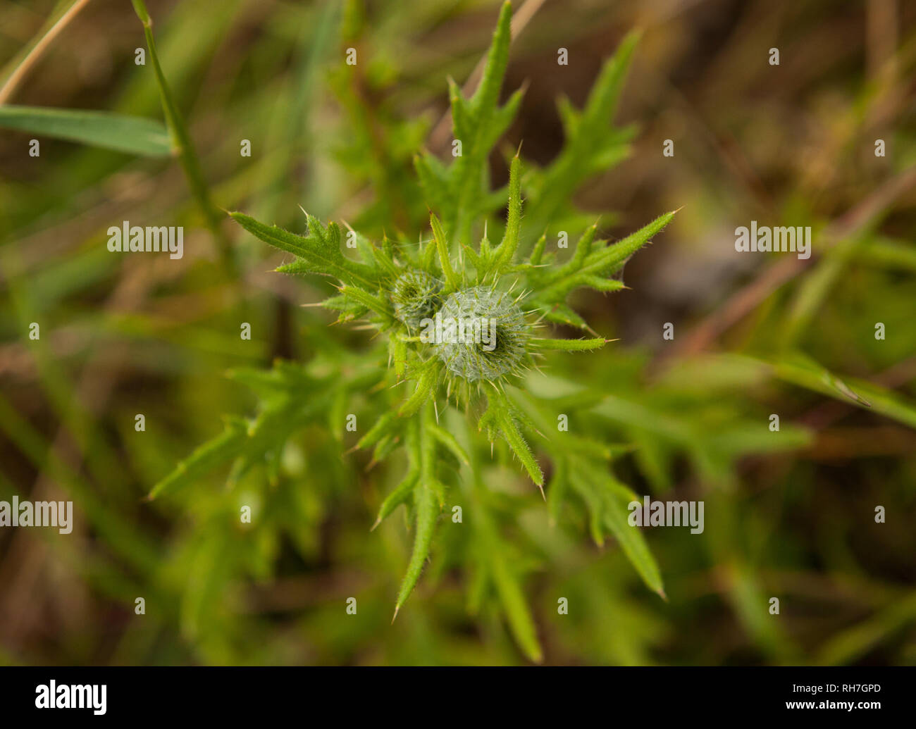 English thistle hi-res stock photography and images - Alamy