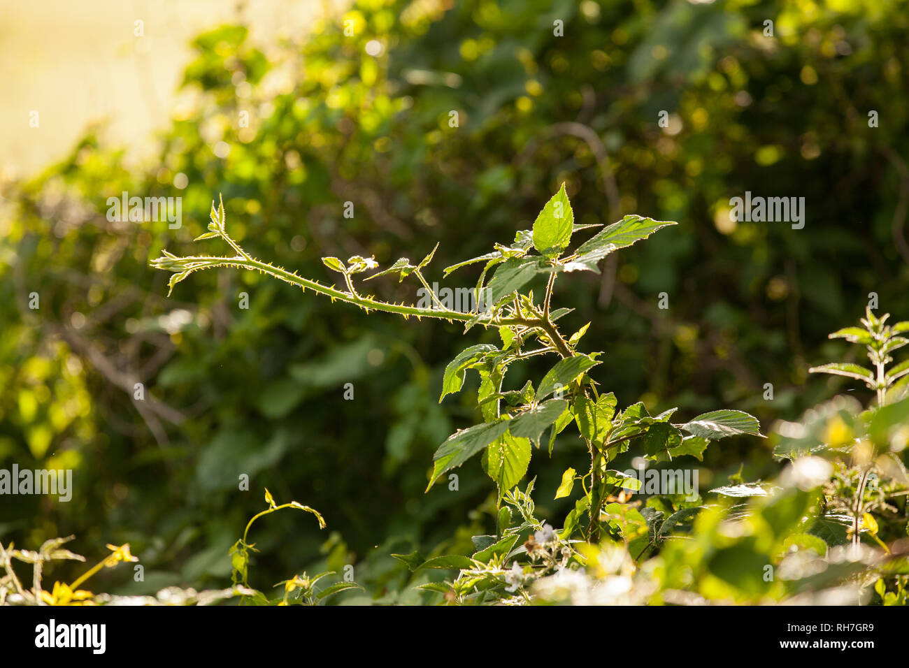 Bramble branch in springtime english countryside Stock Photo - Alamy