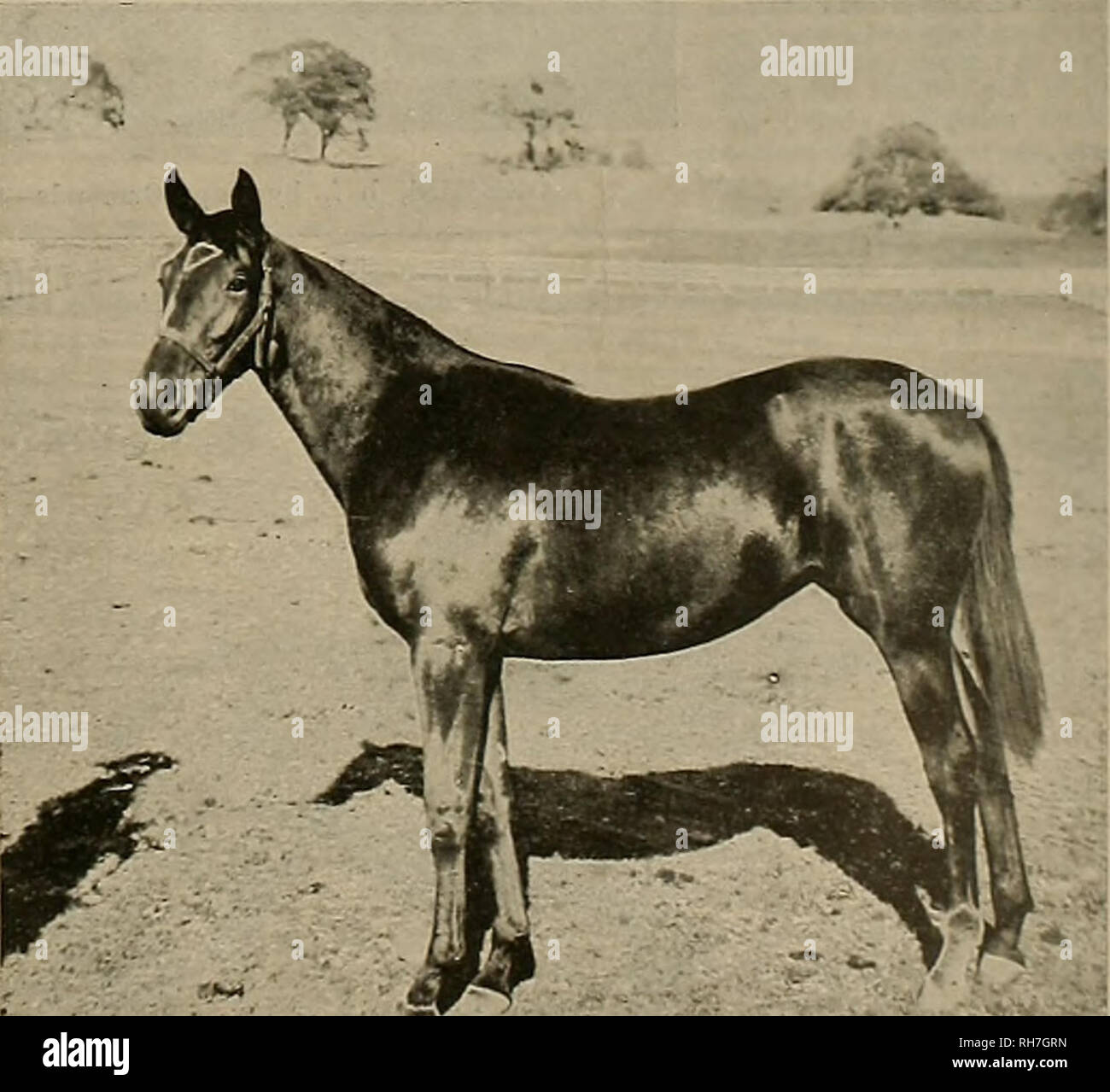 . Breeder and sportsman. Horses. f This is one of the most celebrated ...