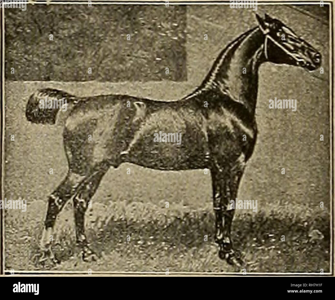 . Breeder and sportsman. Horses. Showing exact positl-ni ol every horse ...