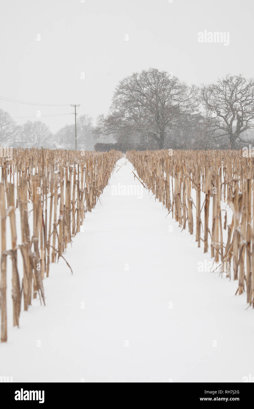 Filled symmetry hi-res stock photography and images - Alamy