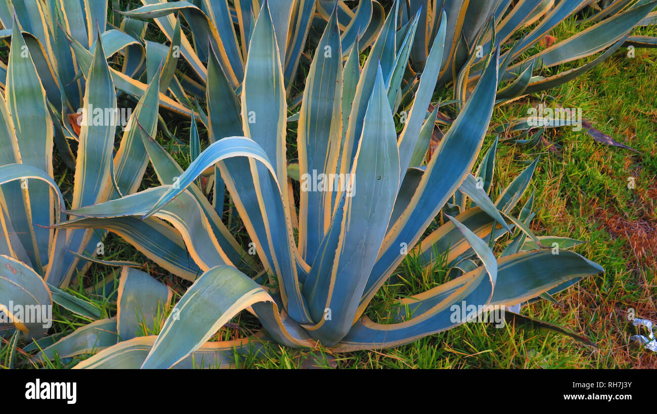 Agave americana striata hi-res stock photography and images - Alamy
