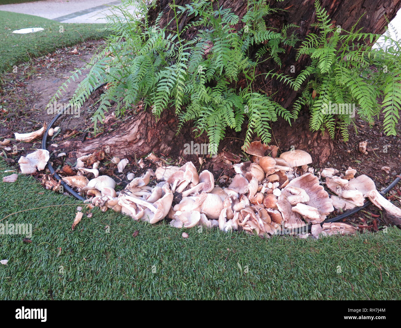 Close-up of damaged mushrooms at foot of tree Alora Andalucia Stock ...