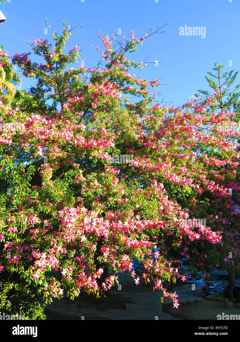 Pink flowering tree in village of Alora, Andalucia Stock Photo - Alamy