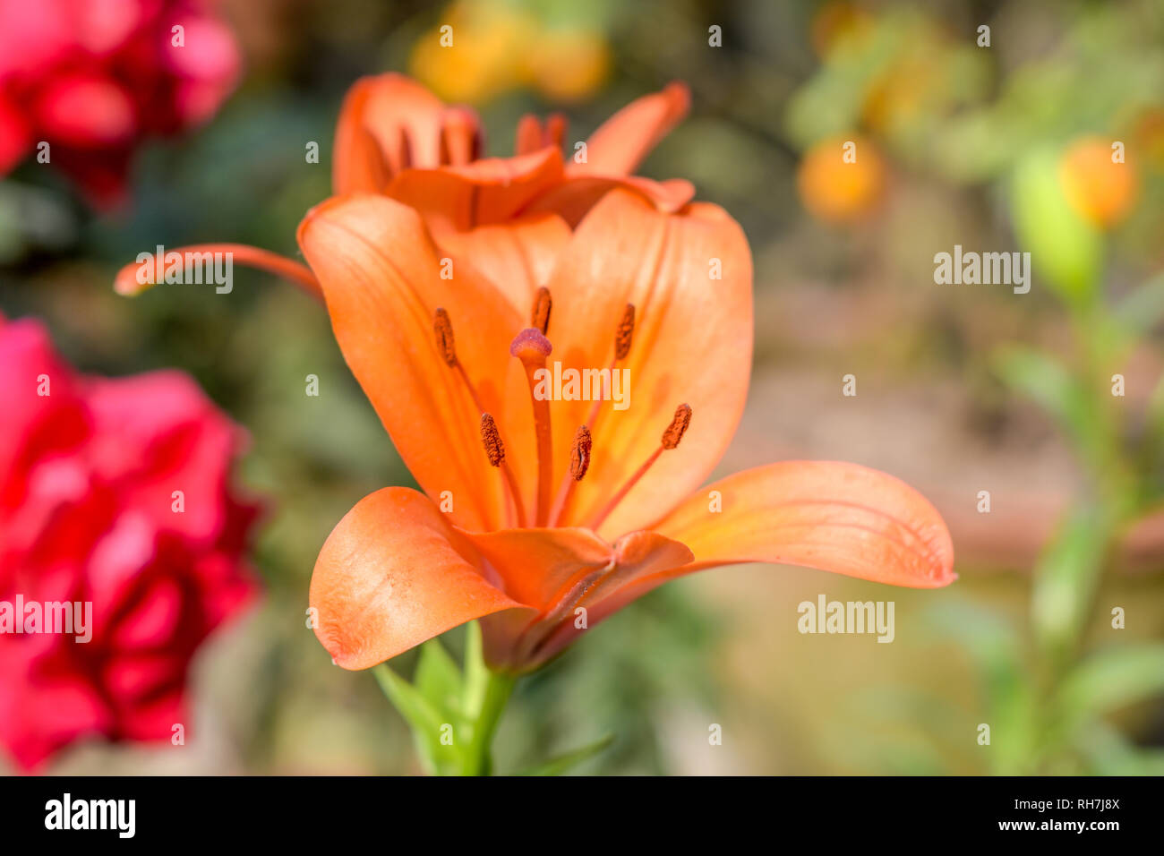 One Trumpet vine or trumpet creeper (Campsis radicans) flower, known as ...