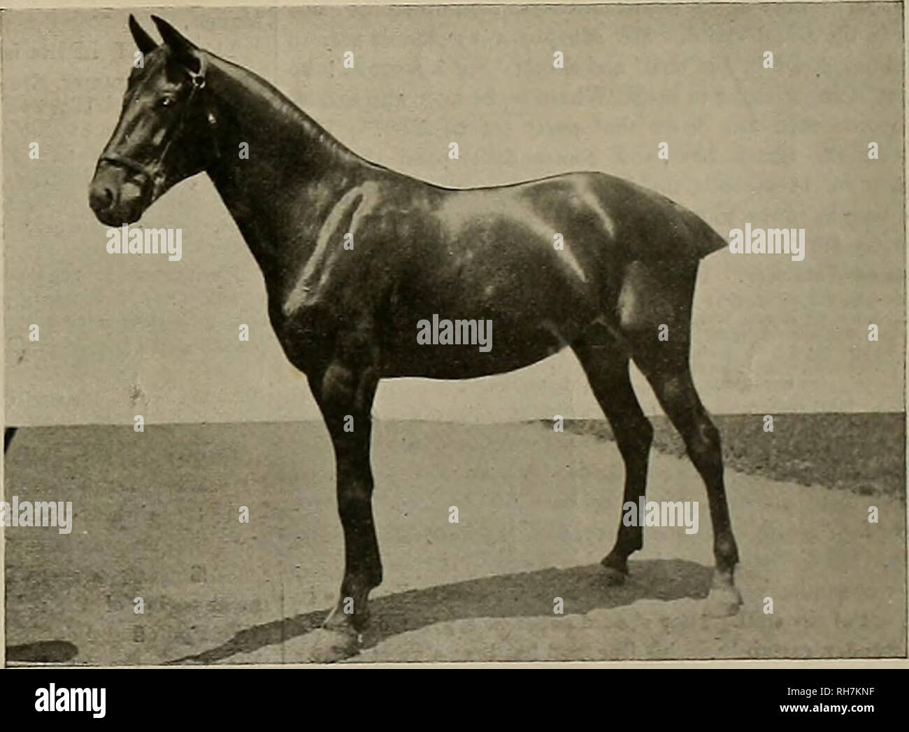 . Breeder and sportsman. Horses. Brown Gelding, "AM BABA," Three Years ...