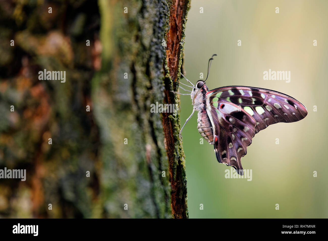 Tailed jay butterfly - Graphium agamemnon Stock Photo - Alamy