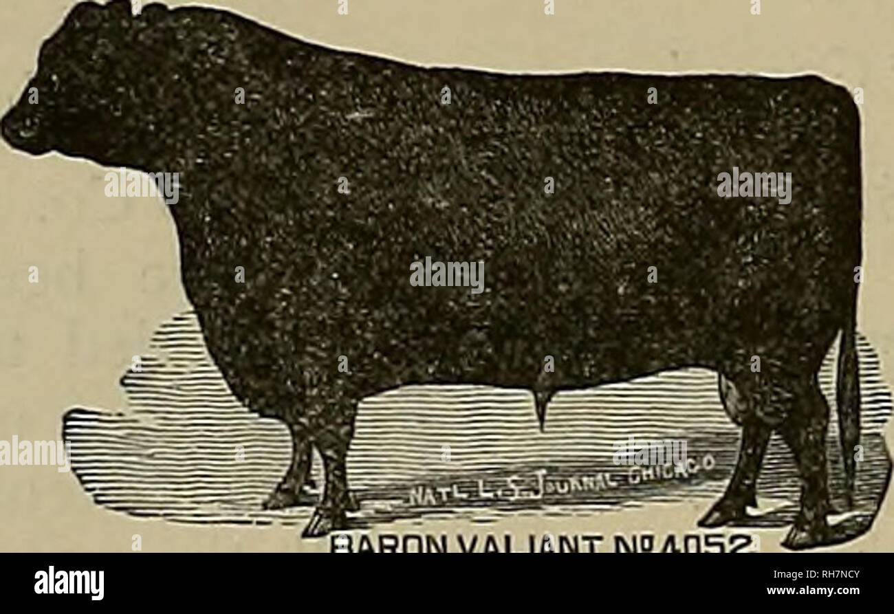 Durham horned cattle hi-res stock photography and images - Alamy