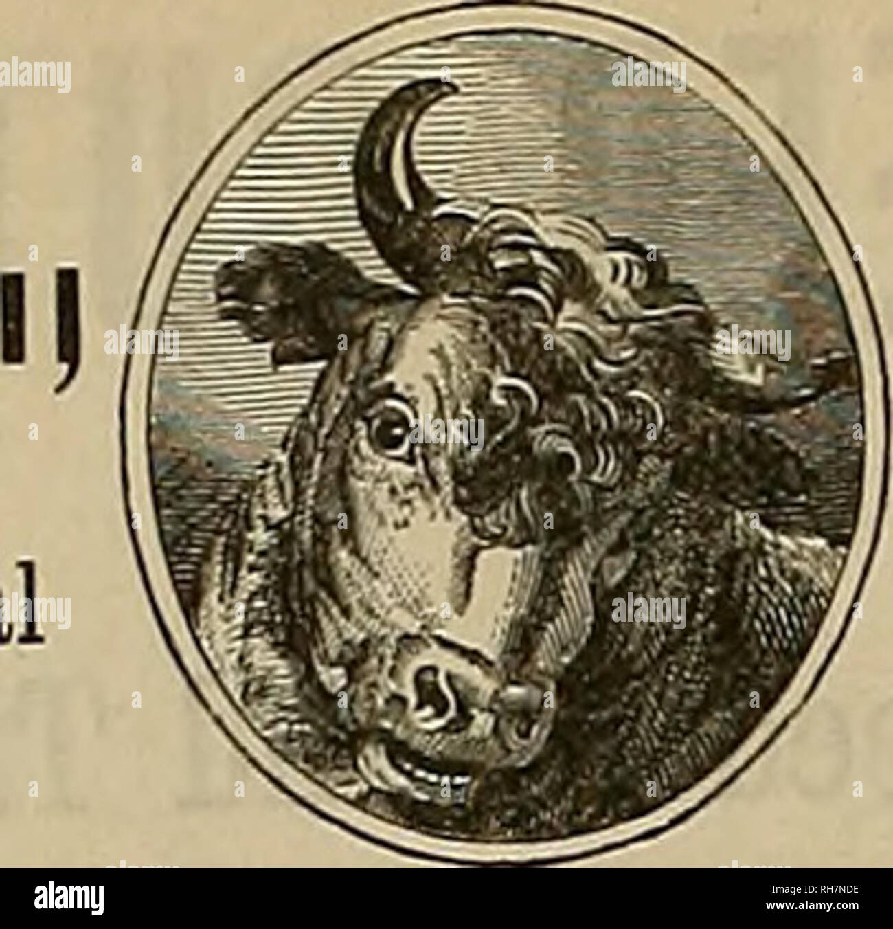 Durham horned cattle hi-res stock photography and images - Alamy