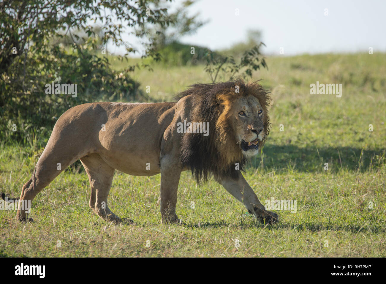Male lion emerging from the bush Stock Photo - Alamy