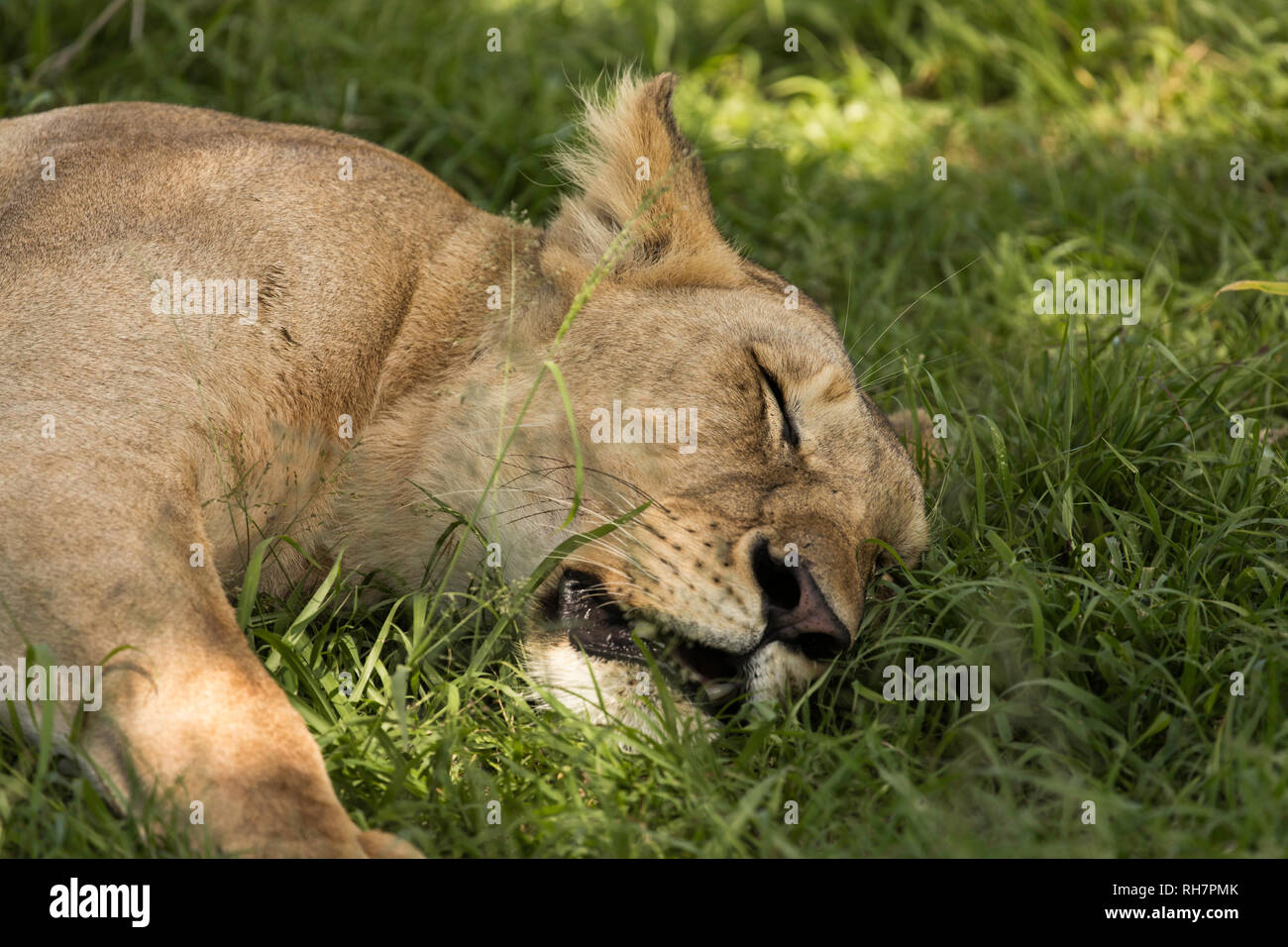 Lioness sleeping in the shade Stock Photo - Alamy