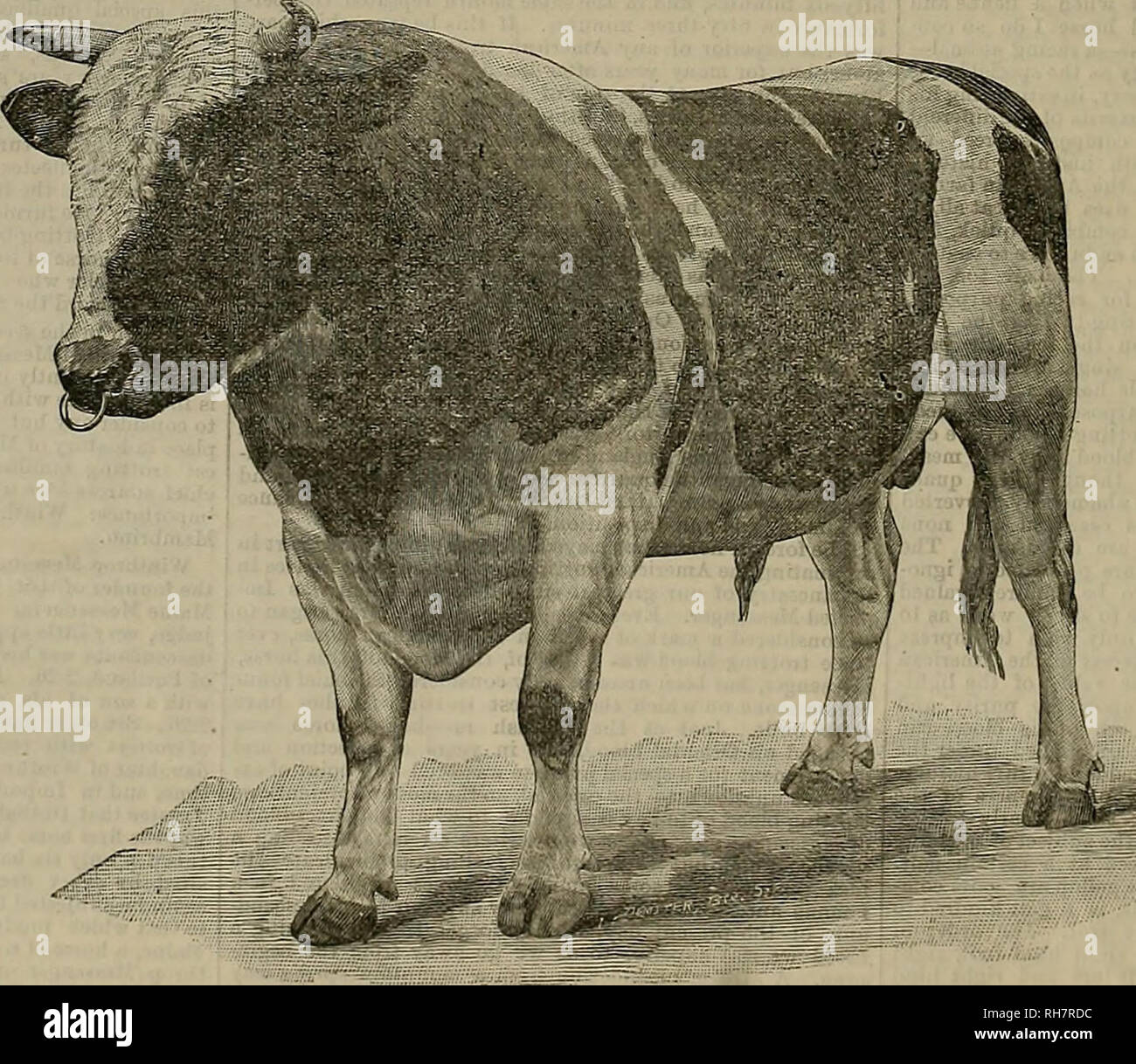 Topgallant horse hi-res stock photography and images - Alamy