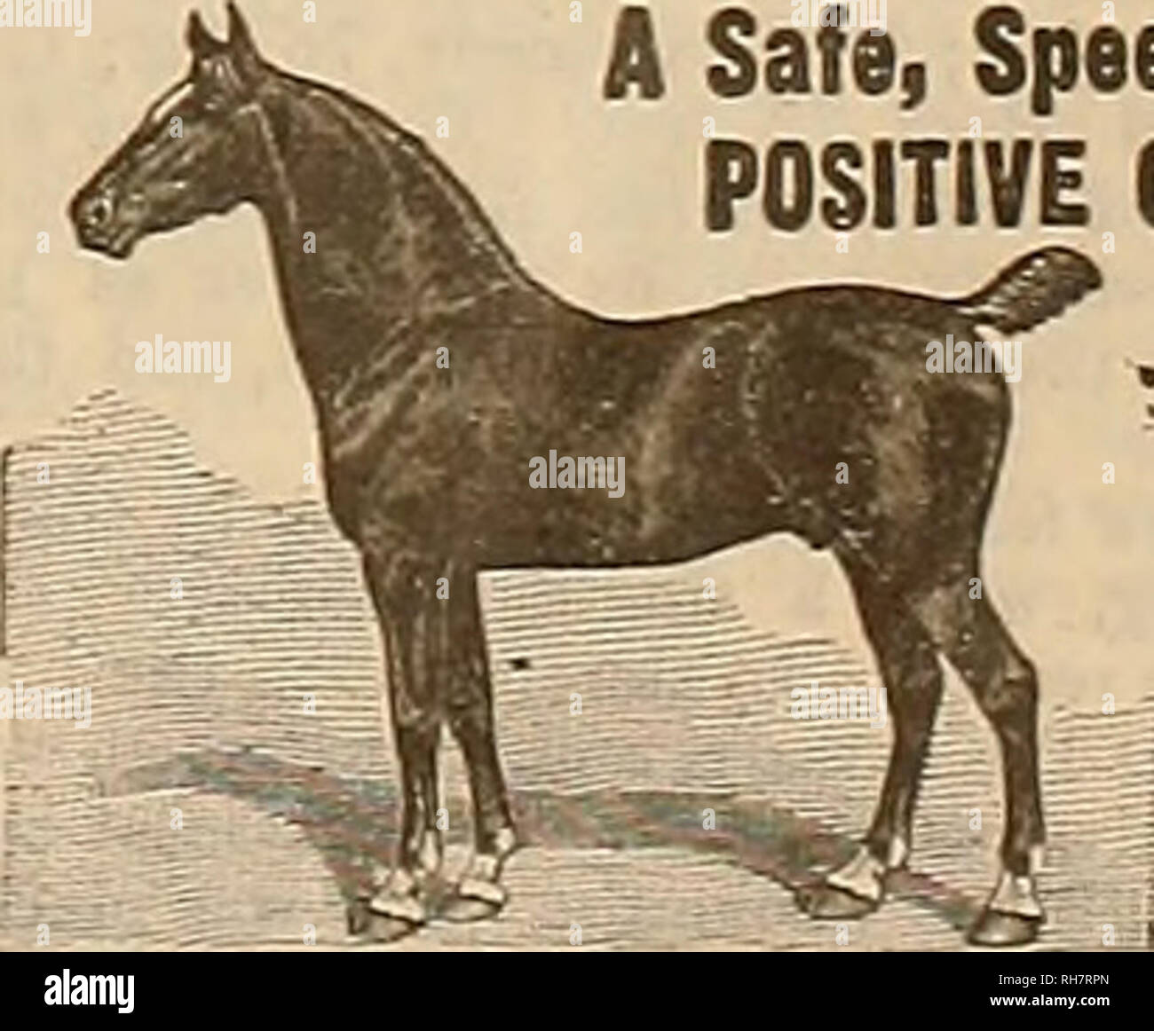 Reinsman hi-res stock photography and images - Alamy