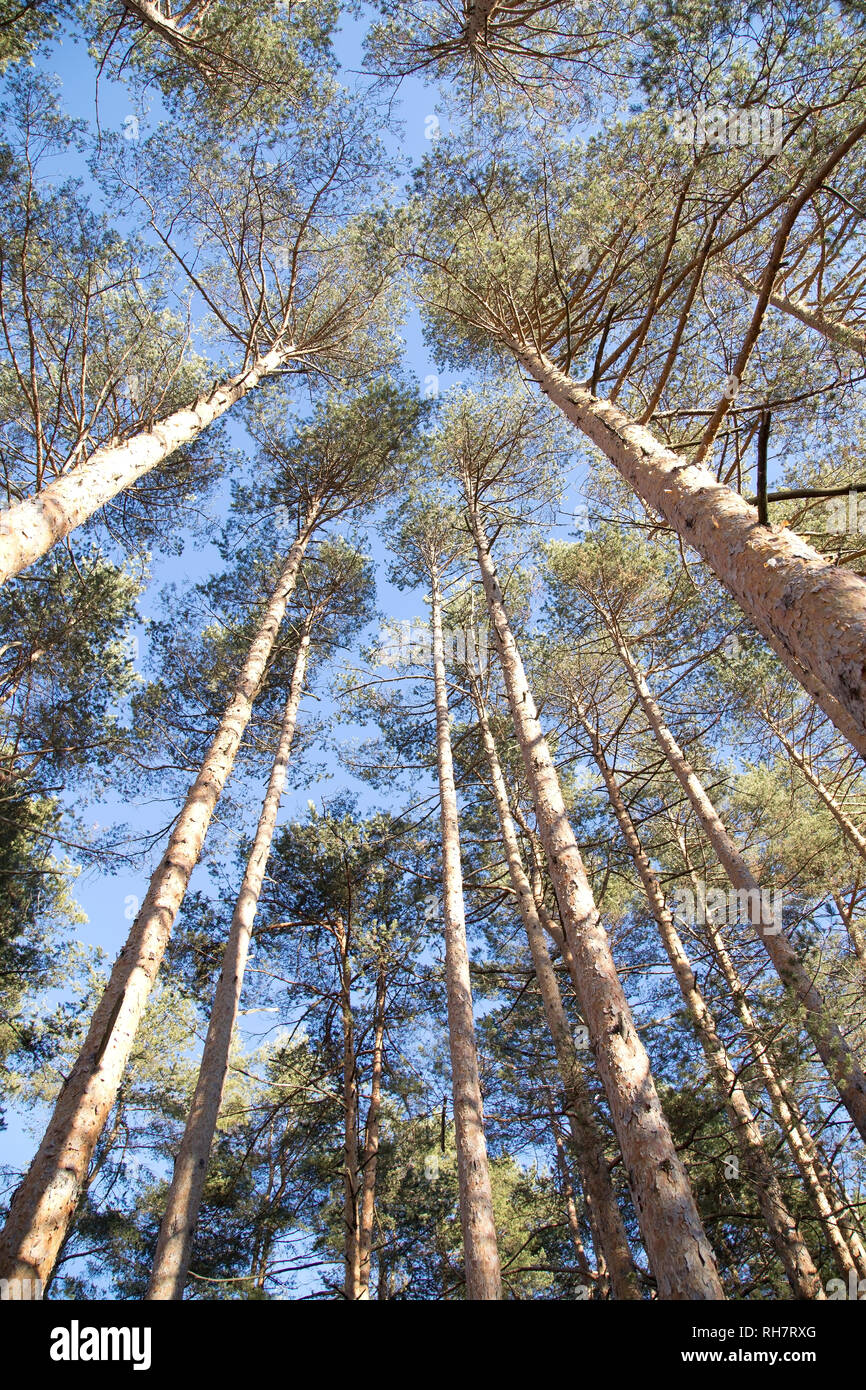 Top trees over the blue sky Stock Photo - Alamy
