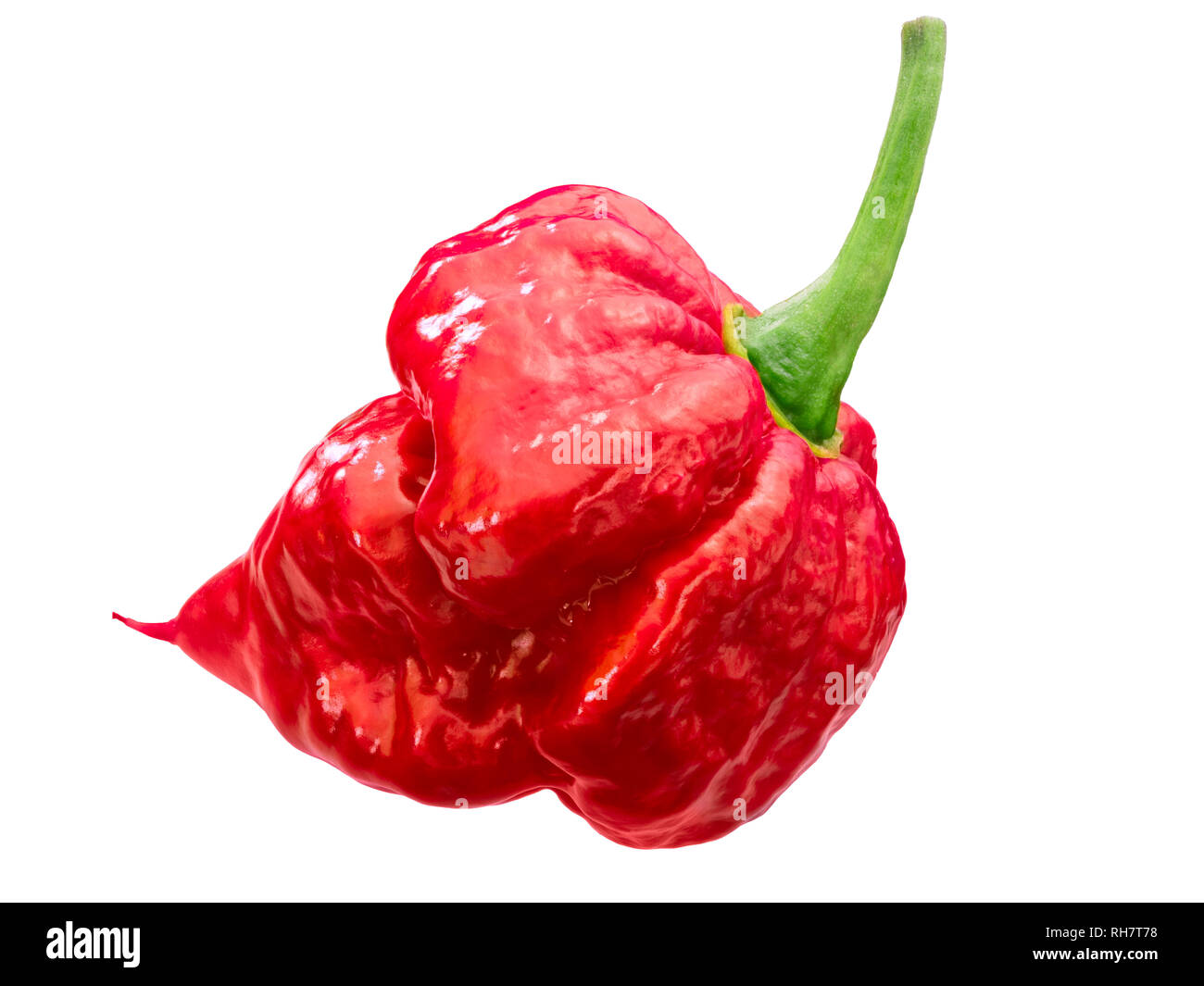Trinidad Scorpion chile pepper (Capsicum chinense fruit), whole ripe ...