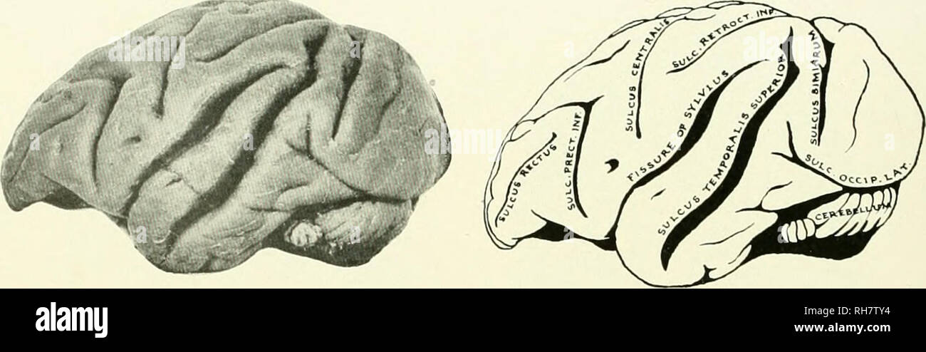 . The brain from ape to man; a contribution to the study of the ...