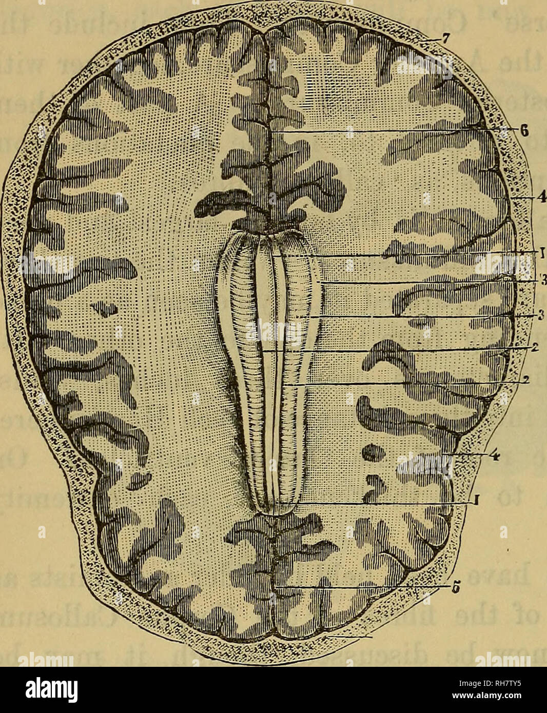 . The brain as an organ of mind. Brain; Thought and thinking; Brain ...