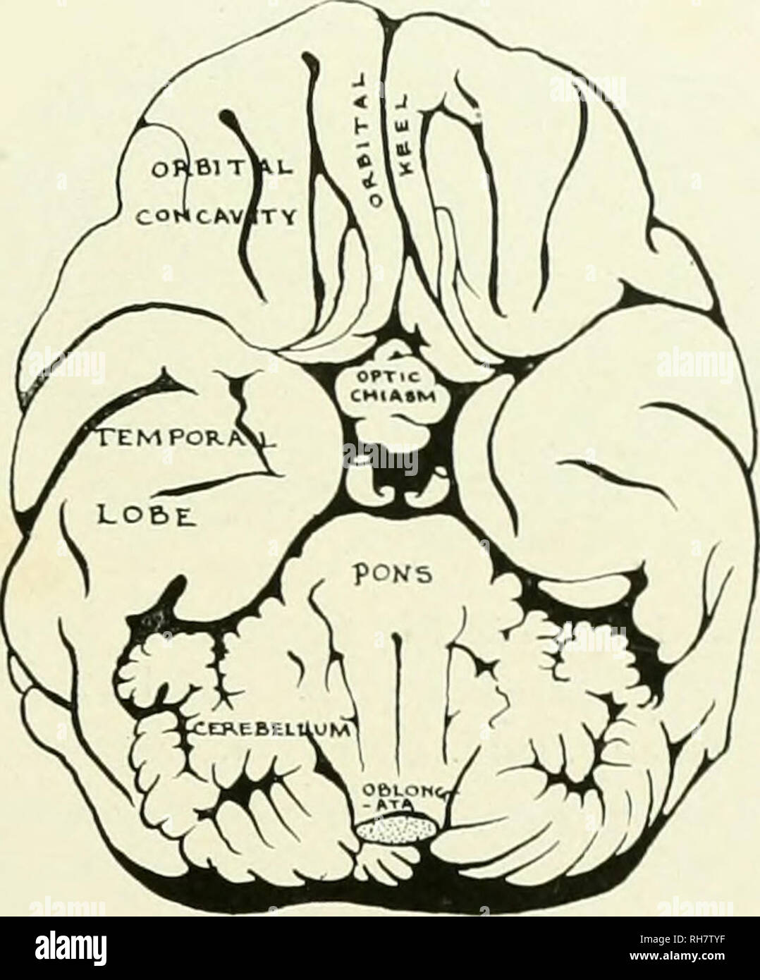 Human and ape side by side hi-res stock photography and images - Alamy