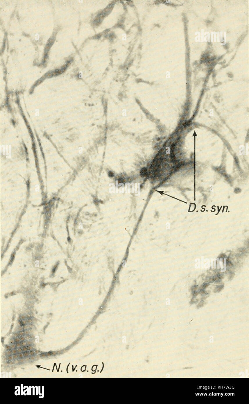 Dendrite micrograph hi-res stock photography and images - Alamy