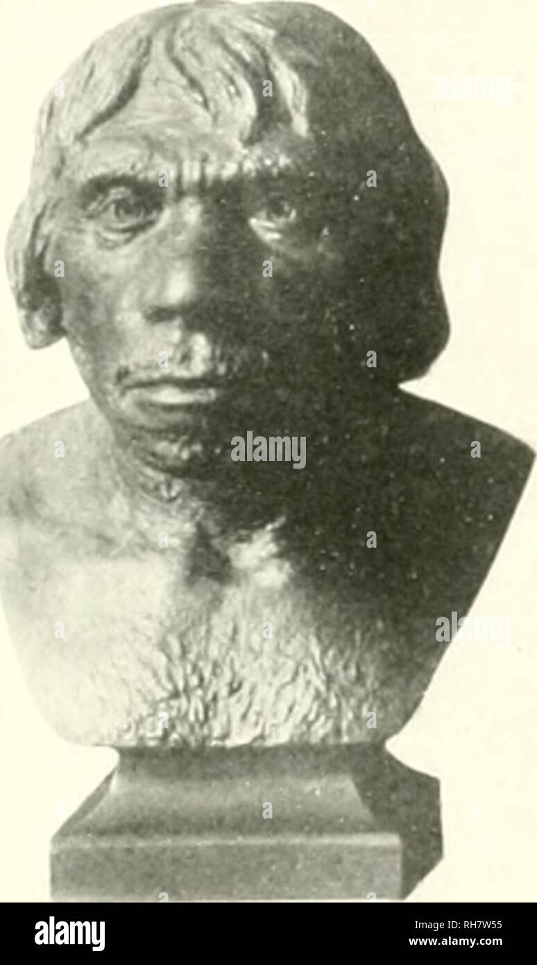 Ape human brain hi-res stock photography and images - Alamy