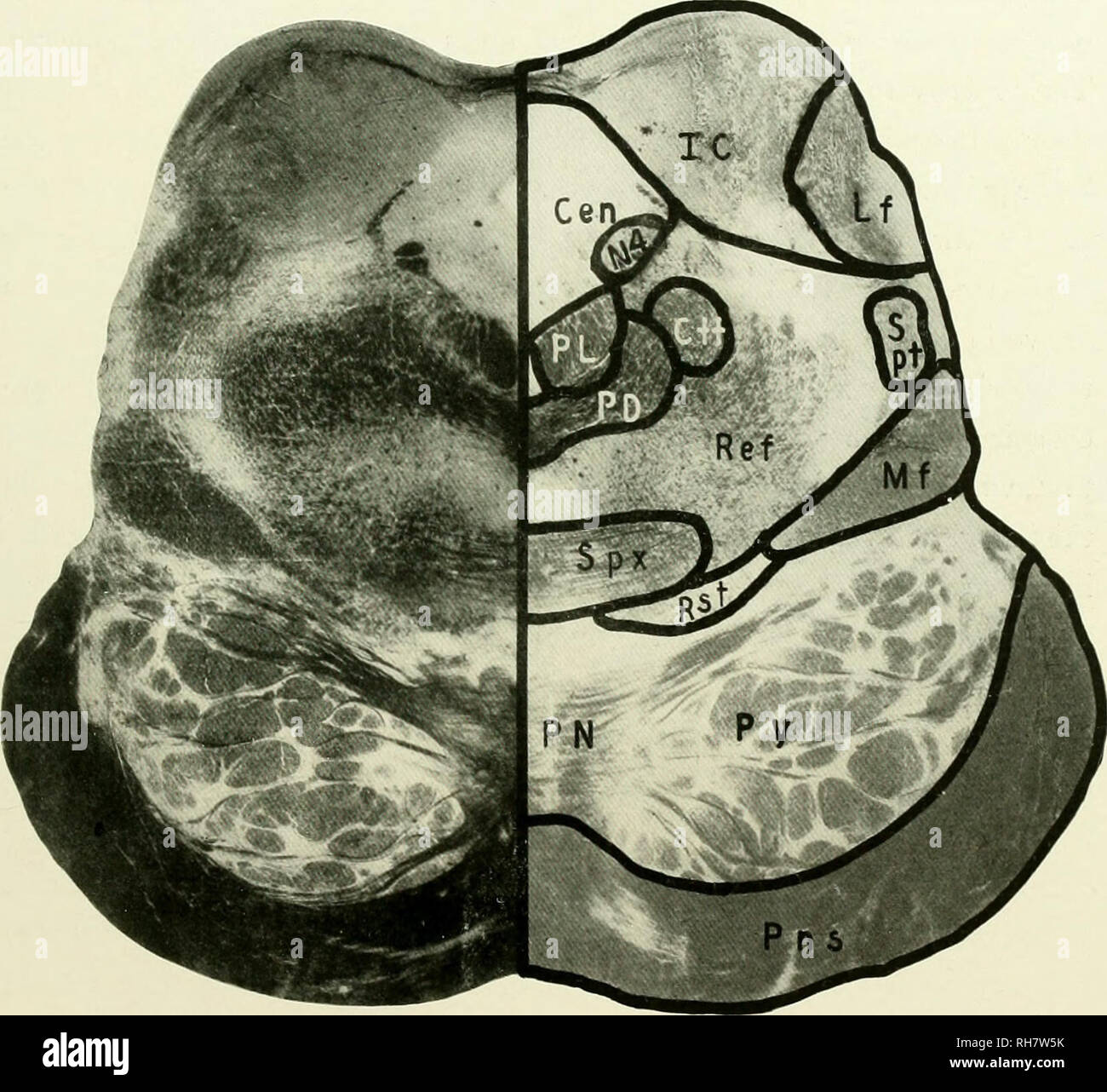 . The brain from ape to man; a contribution to the study of the ...