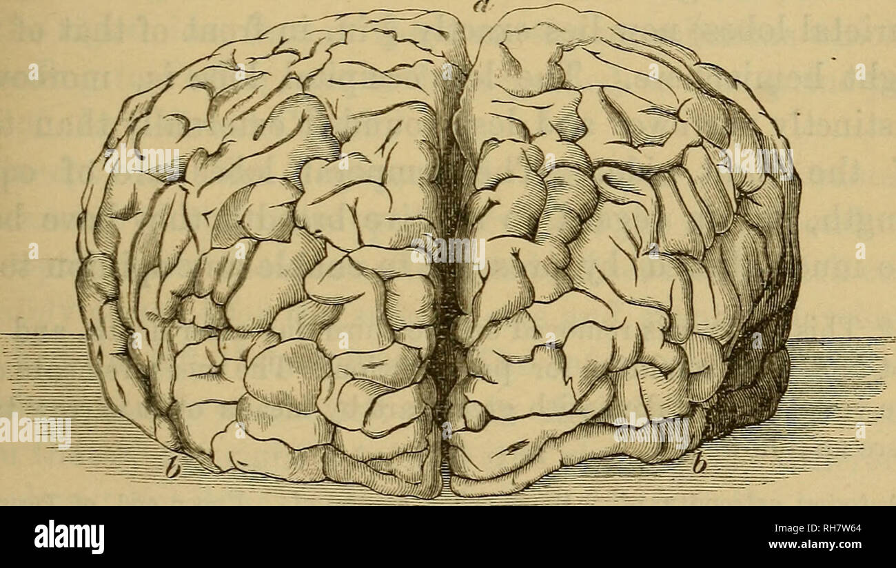 . The brain as an organ of mind. Brain; Thought and thinking; Brain ...