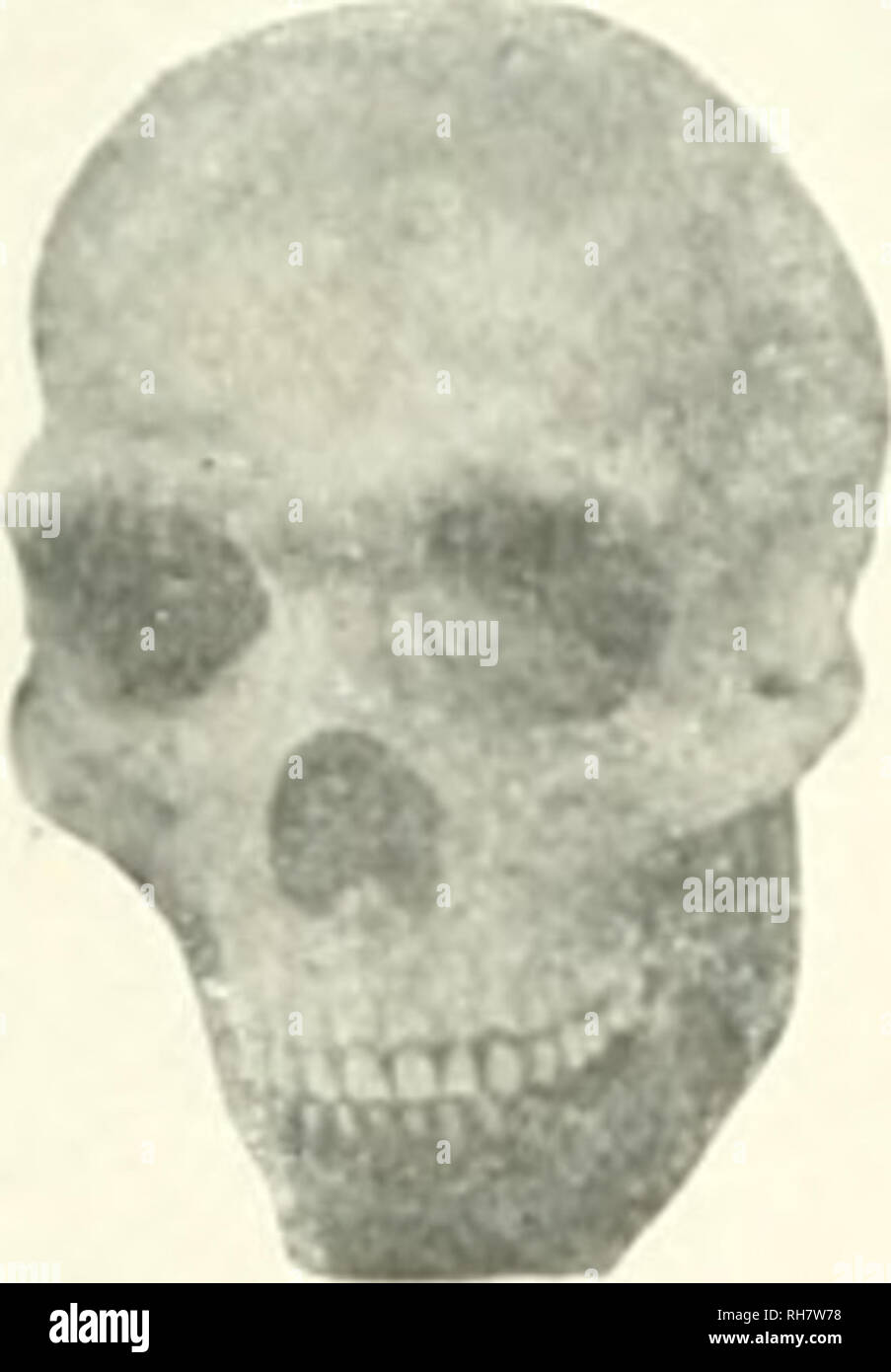 . The brain from ape to man; a contribution to the study of the ...