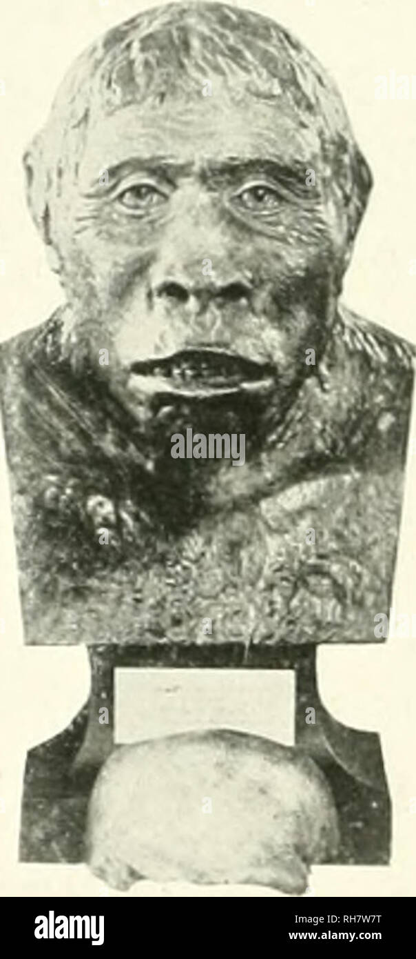 Ape Human Brain High Resolution Stock Photography and Images - Alamy