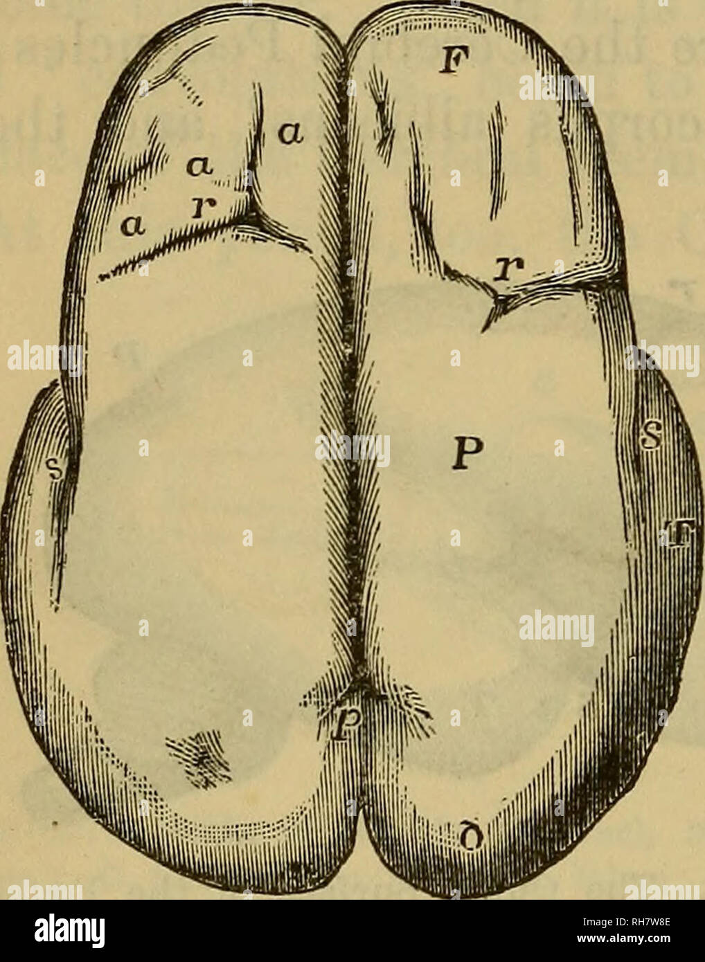 . The brain as an organ of mind. Brain; Thought and thinking; Brain ...