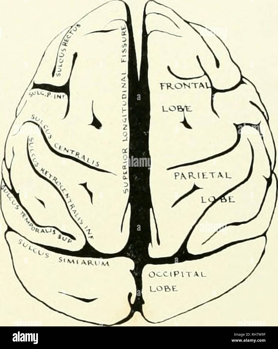 Human ape orbital hi-res stock photography and images - Alamy