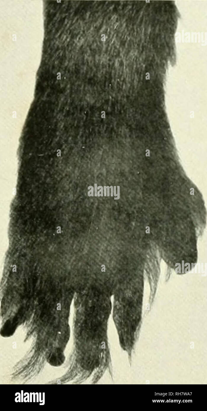 Dorsum of hand hi-res stock photography and images - Alamy