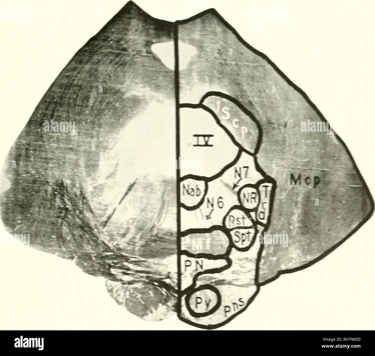. The brain from ape to man; a contribution to the study of the ...