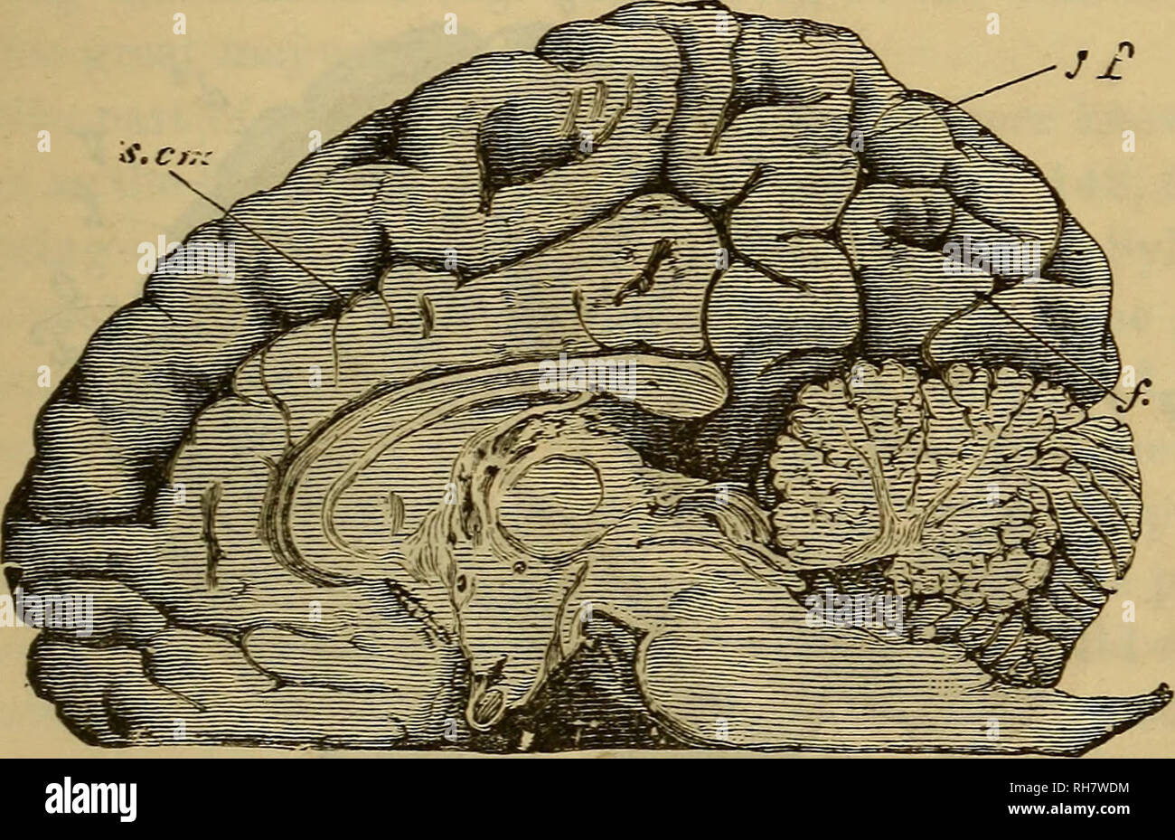 . The brain as an organ of mind. Brain; Thought and thinking; Brain ...