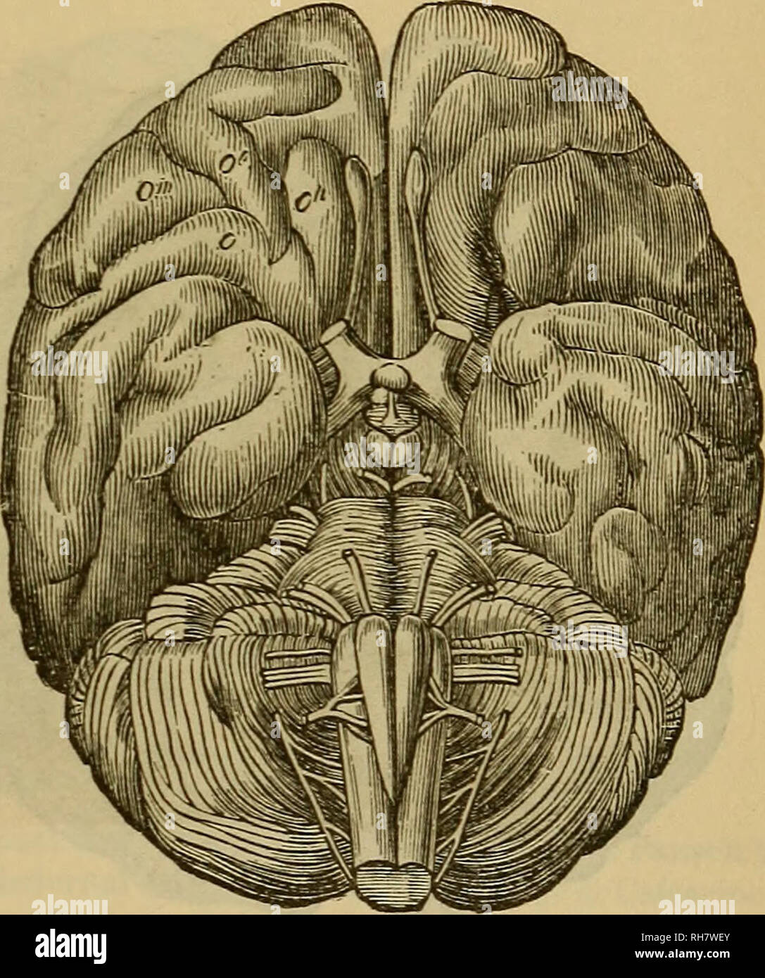 Anterior frontal lobe brain hi-res stock photography and images - Alamy