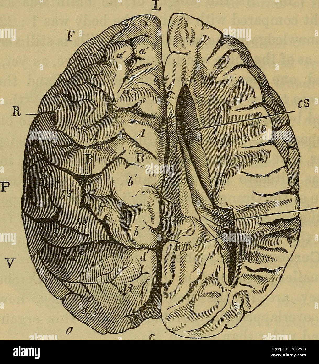 . The brain as an organ of mind. Brain; Thought and thinking; Brain ...