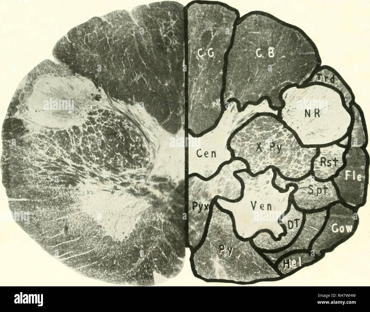 . The brain from ape to man; a contribution to the study of the ...