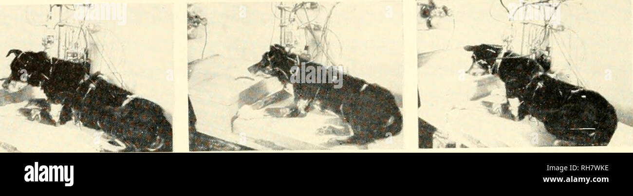 Vegetative components hi-res stock photography and images - Alamy