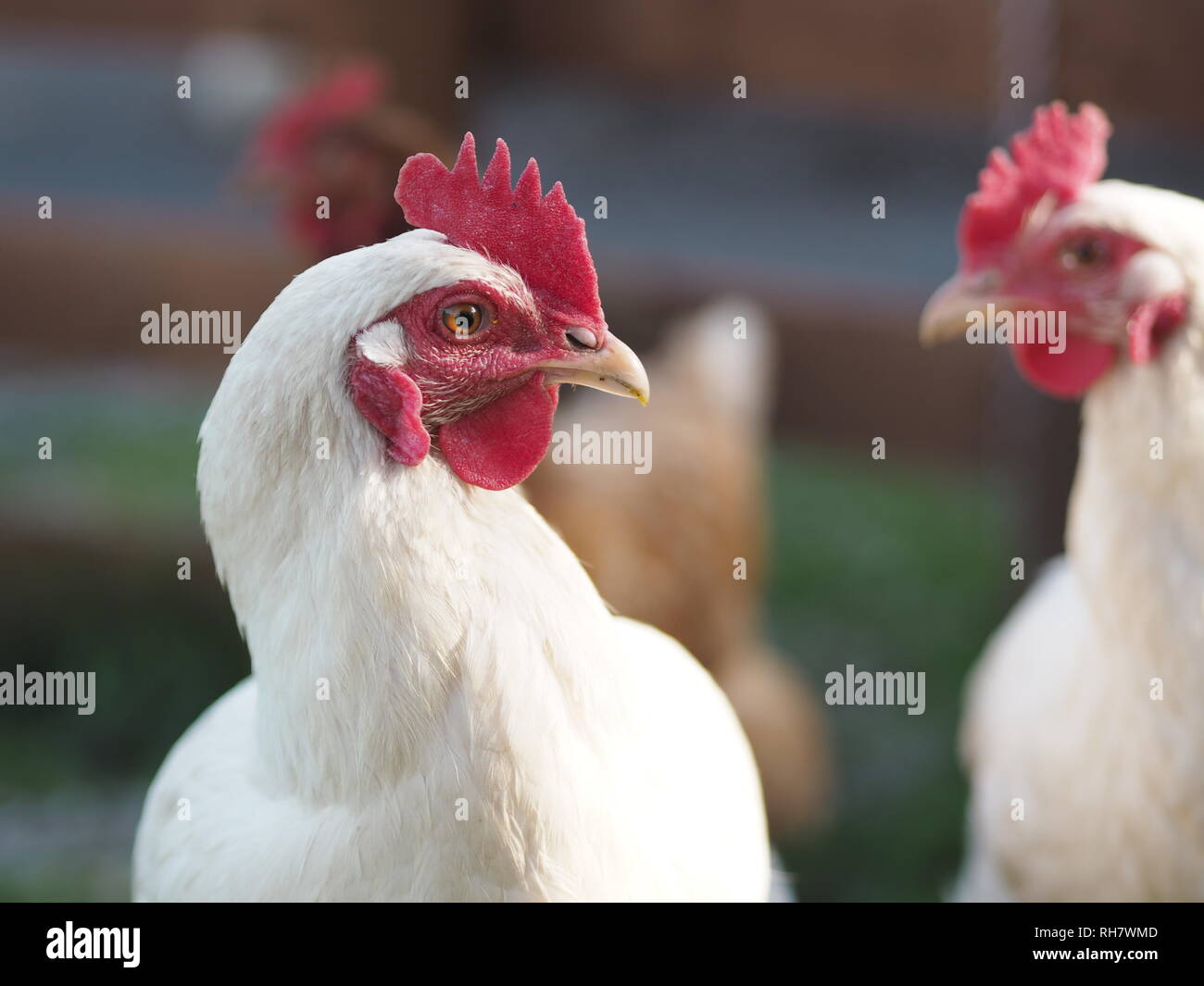 White hen with red comb stands in the forefront, another white hen and ...