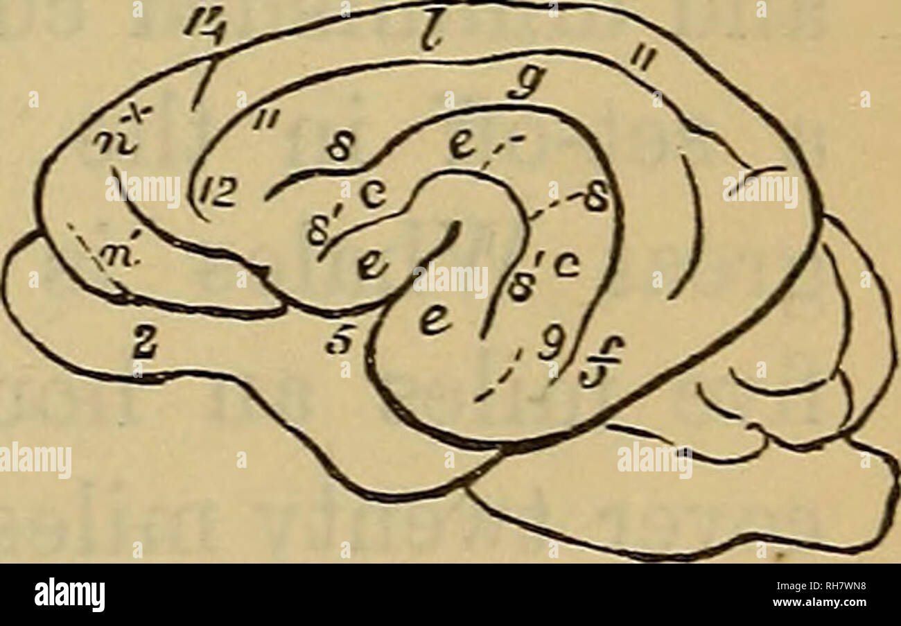 Brain in head illustrations hi-res stock photography and images - Alamy