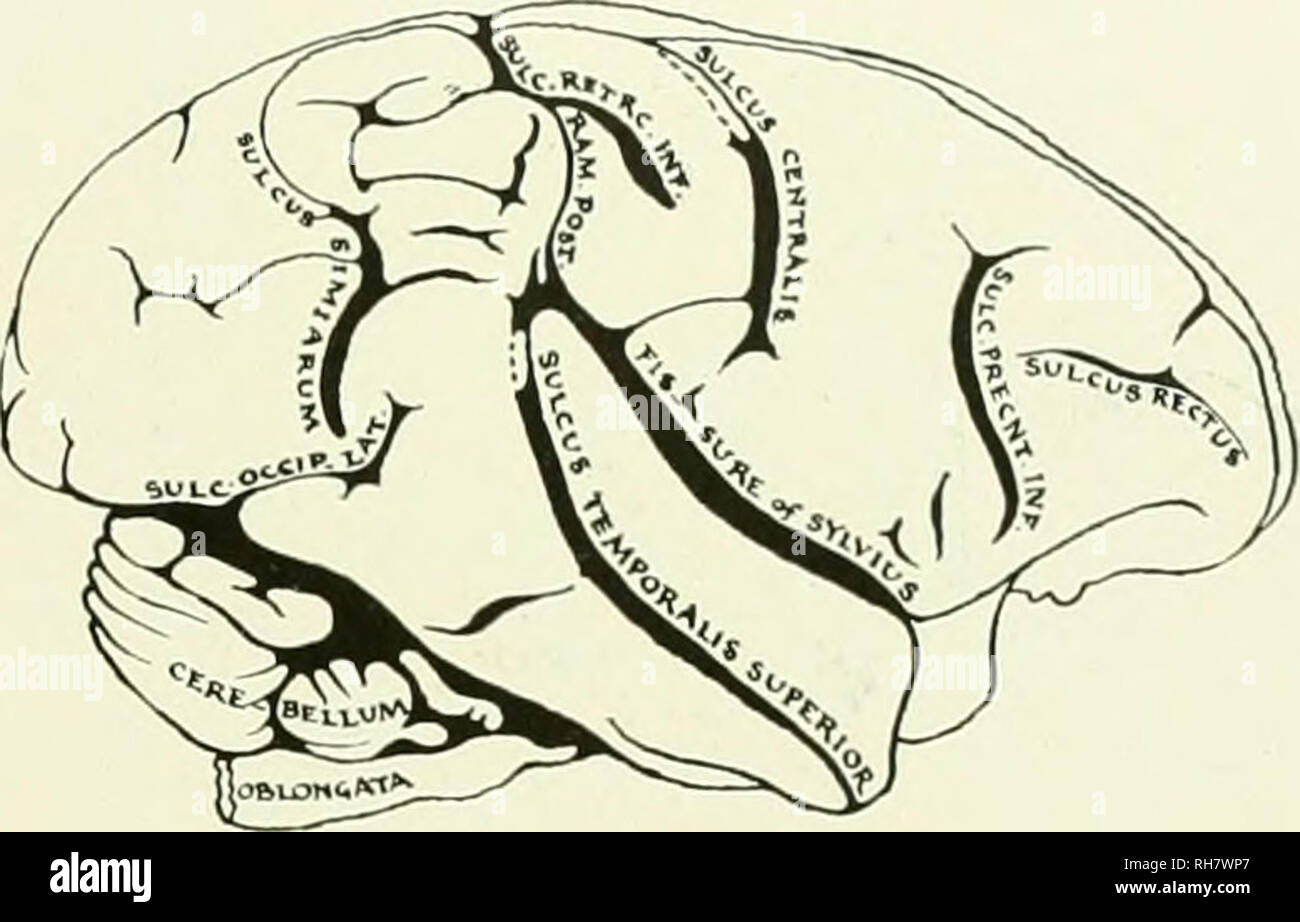 . The brain from ape to man; a contribution to the study of the ...