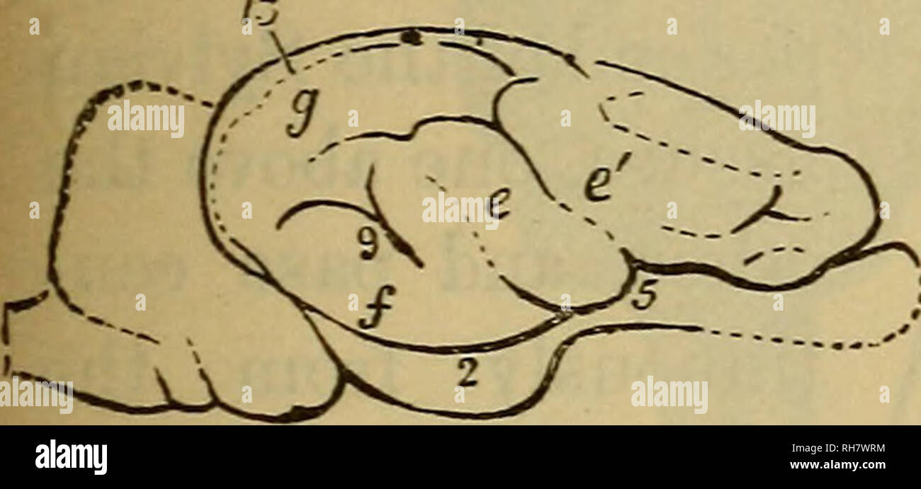 . The brain as an organ of mind. Brain; Thought and thinking; Brain ...