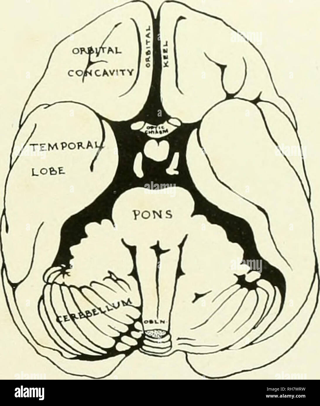 . The brain from ape to man; a contribution to the study of the ...