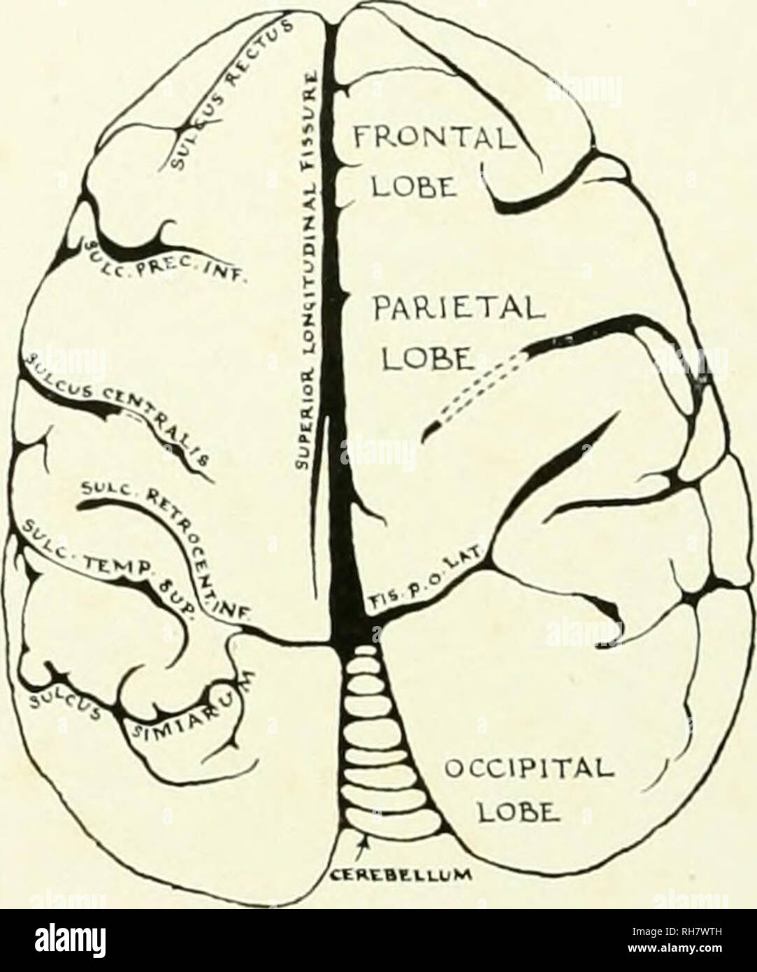 . The brain from ape to man; a contribution to the study of the ...