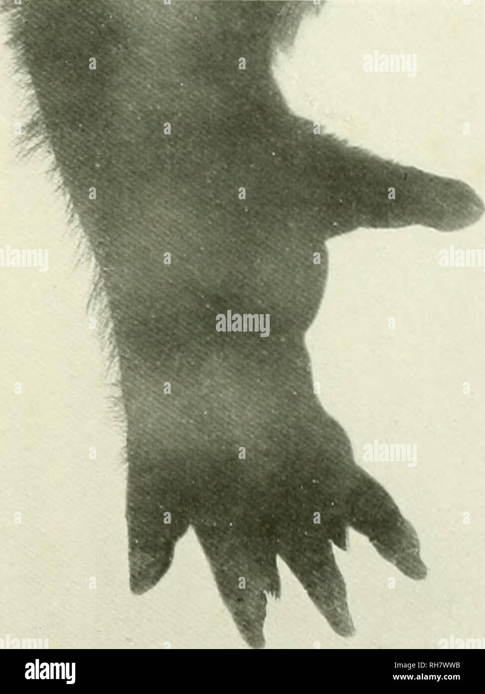 . The brain from ape to man; a contribution to the study of the ...