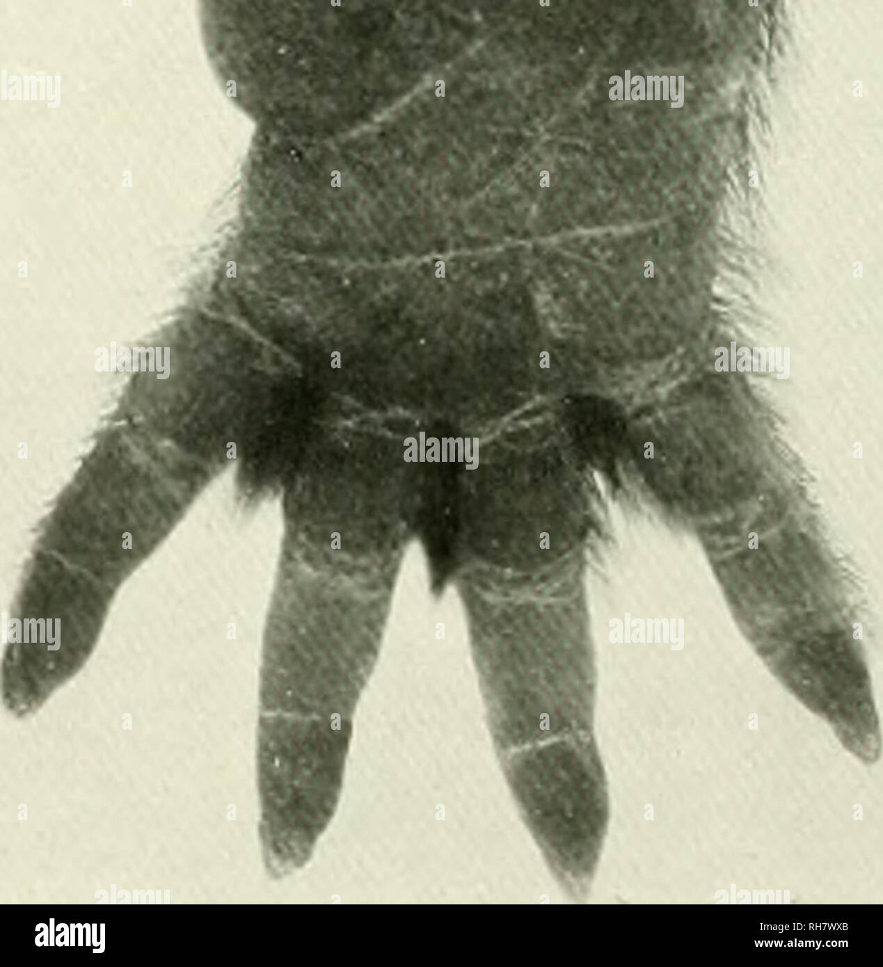 . The brain from ape to man; a contribution to the study of the ...