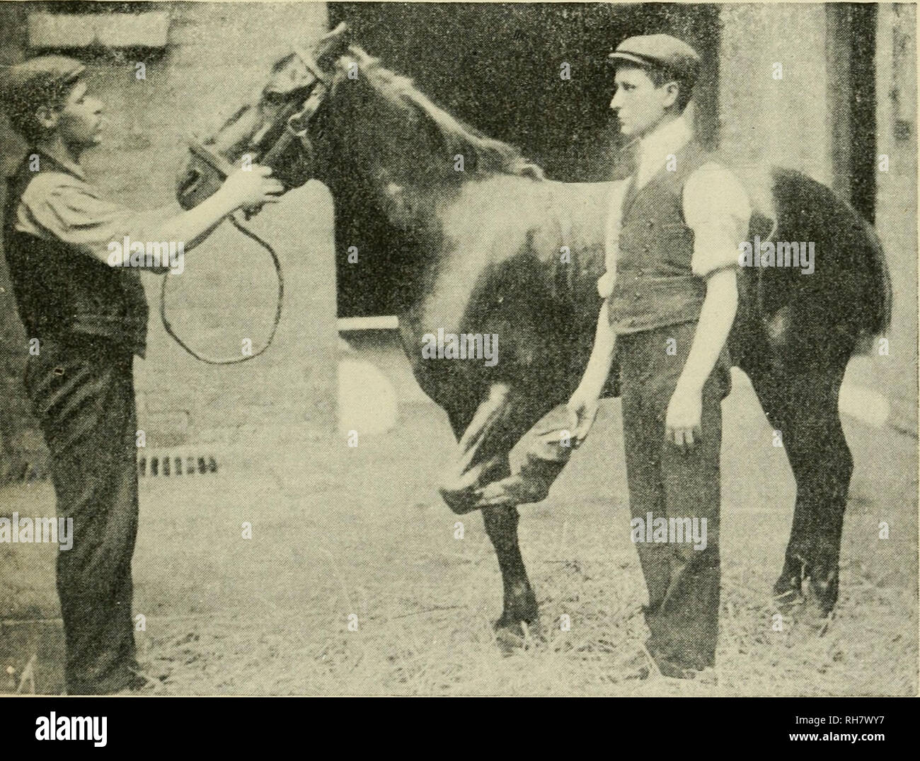 Horses foreleg hi-res stock photography and images - Alamy