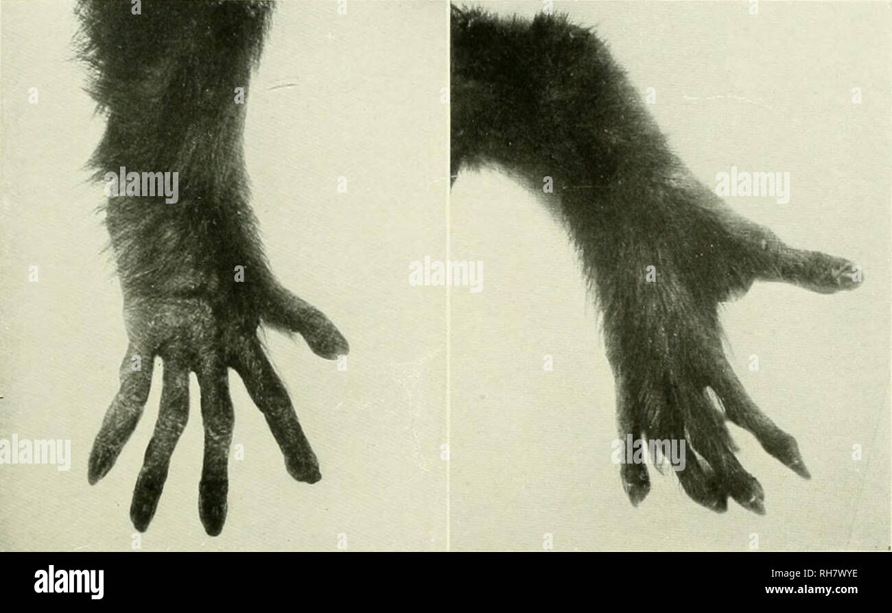 . The brain from ape to man; a contribution to the study of the ...